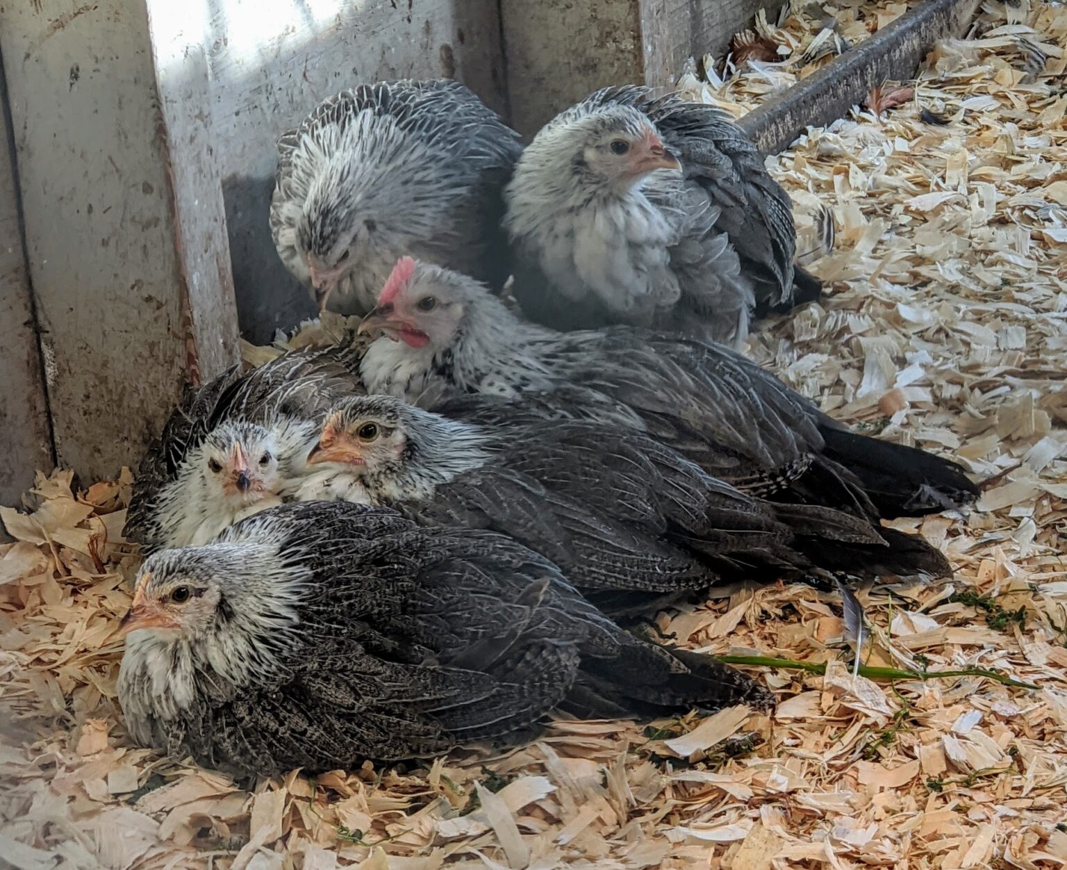 Phoenix Chickens Join My Flock - The Martha Stewart Blog