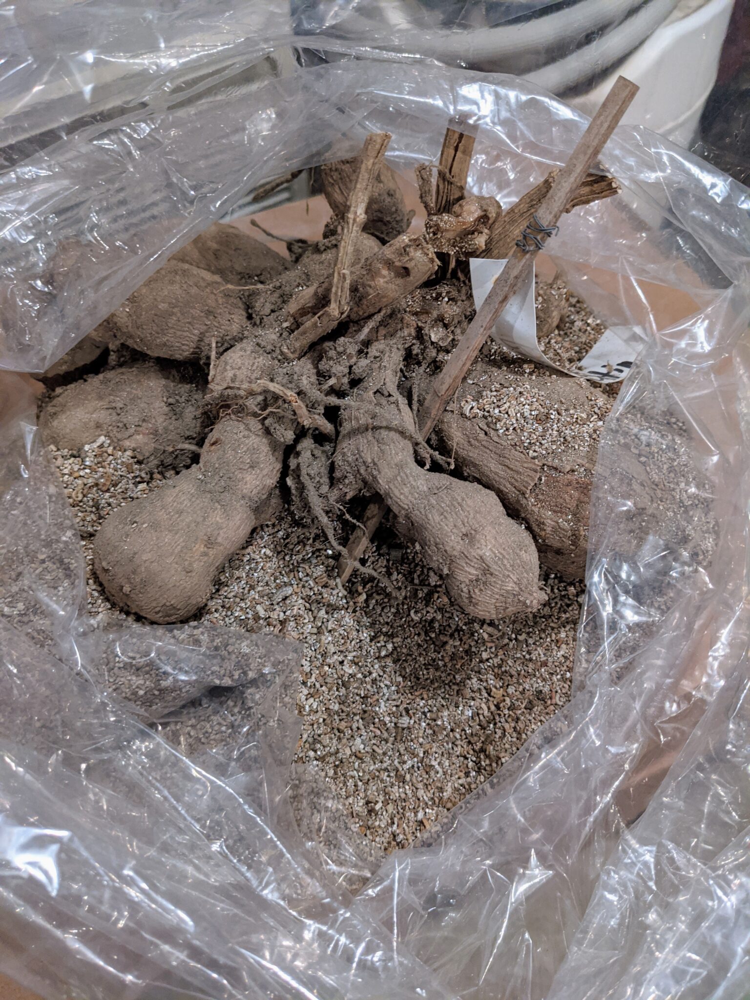 Digging Up and Storing Dahlia Tubers for Winter - The Martha Stewart Blog