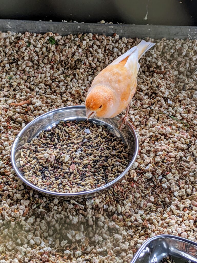 Parakeets at the Farm - The Martha Stewart Blog