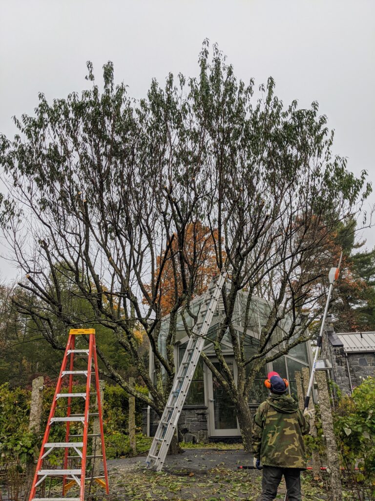 Caring for My Almond Trees - The Martha Stewart Blog