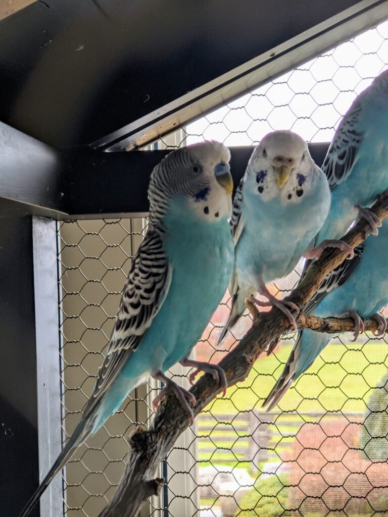 Parakeets at the Farm - The Martha Stewart Blog