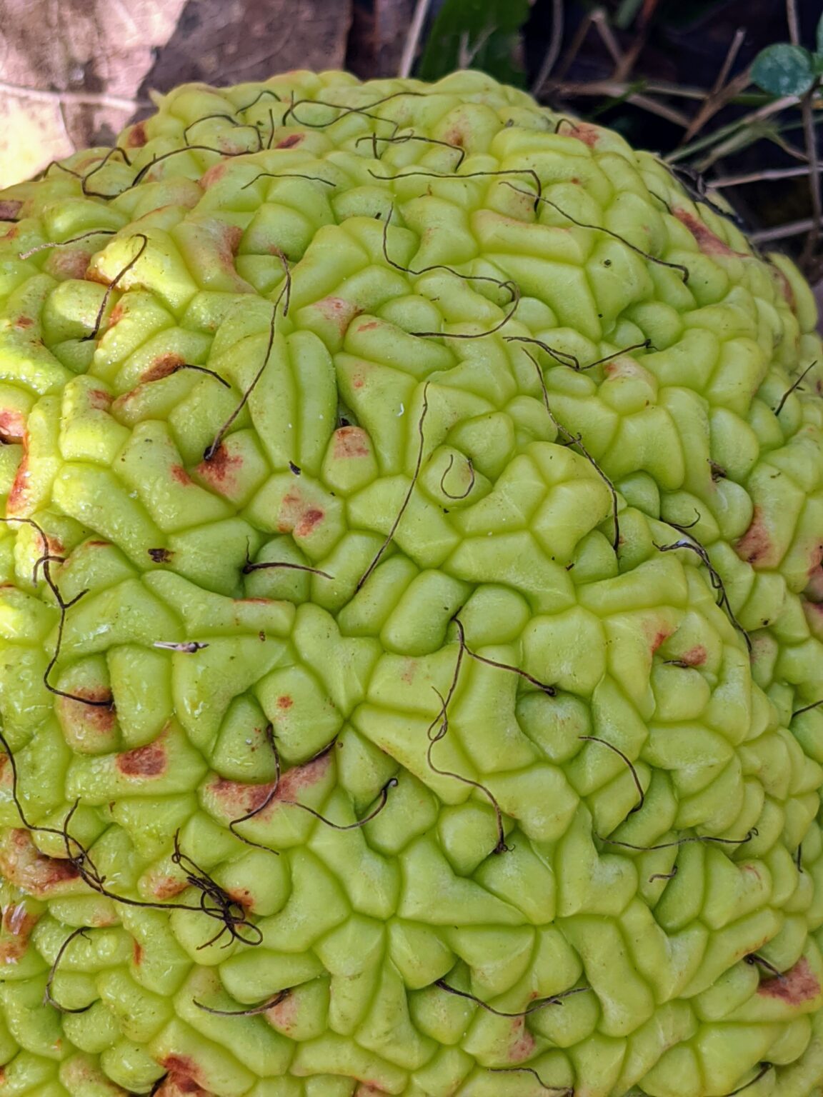 My Osage Orange Trees - The Martha Stewart Blog