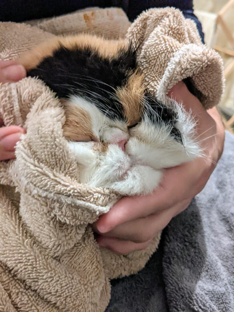 Bath Time for My Cats - The Martha Stewart Blog