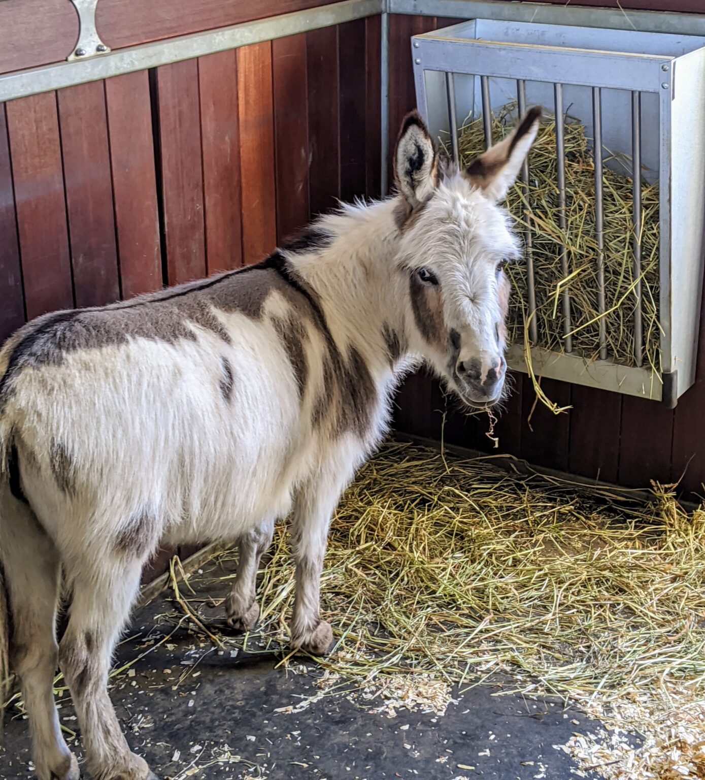 My Donkeys at the Farm - The Martha Stewart Blog