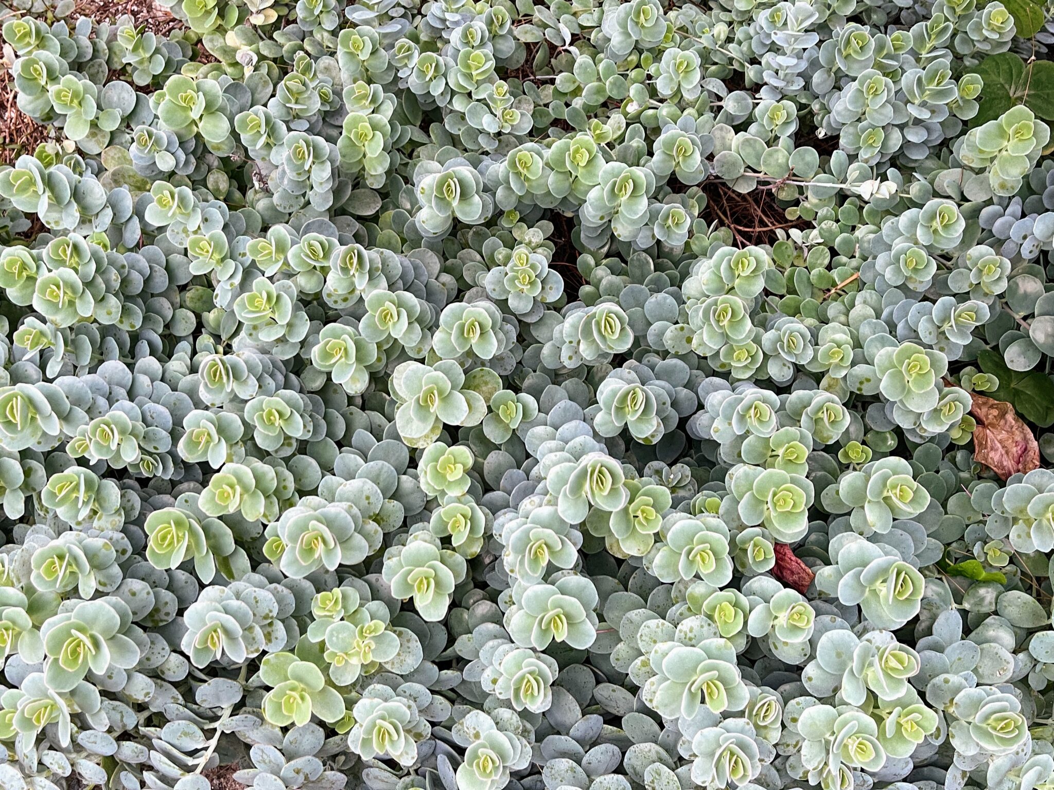 The Martha Stewart Blog : Blog Archive Visiting Logee’s Tropical ...