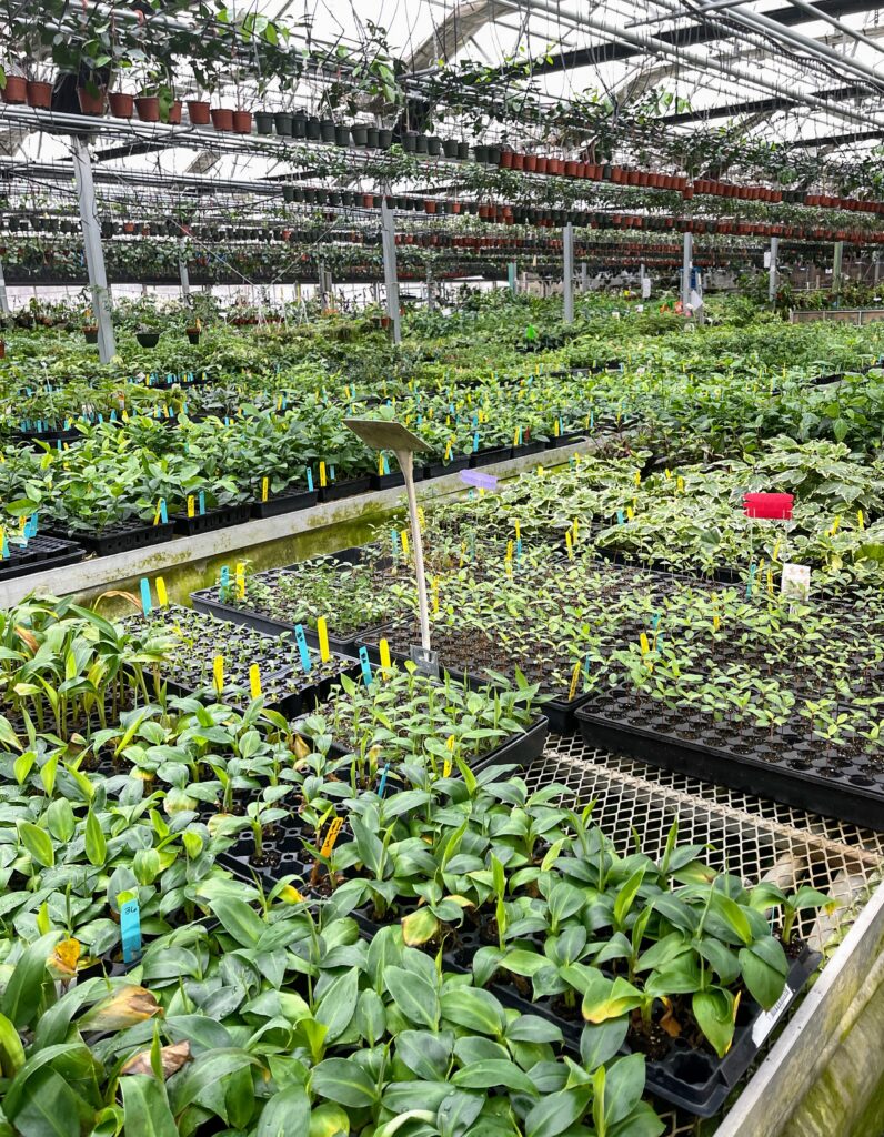 Visiting Logee’s Tropical Container Plants for Home and Garden - The ...