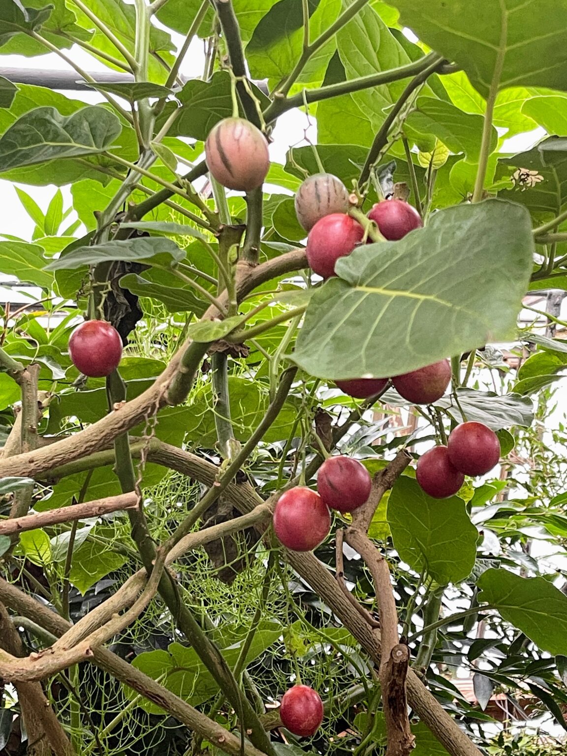 Visiting Logee’s Tropical Container Plants for Home and Garden - The ...