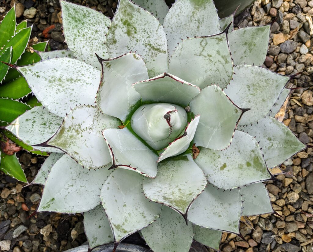 Checking on My Tropical Plants - The Martha Stewart Blog