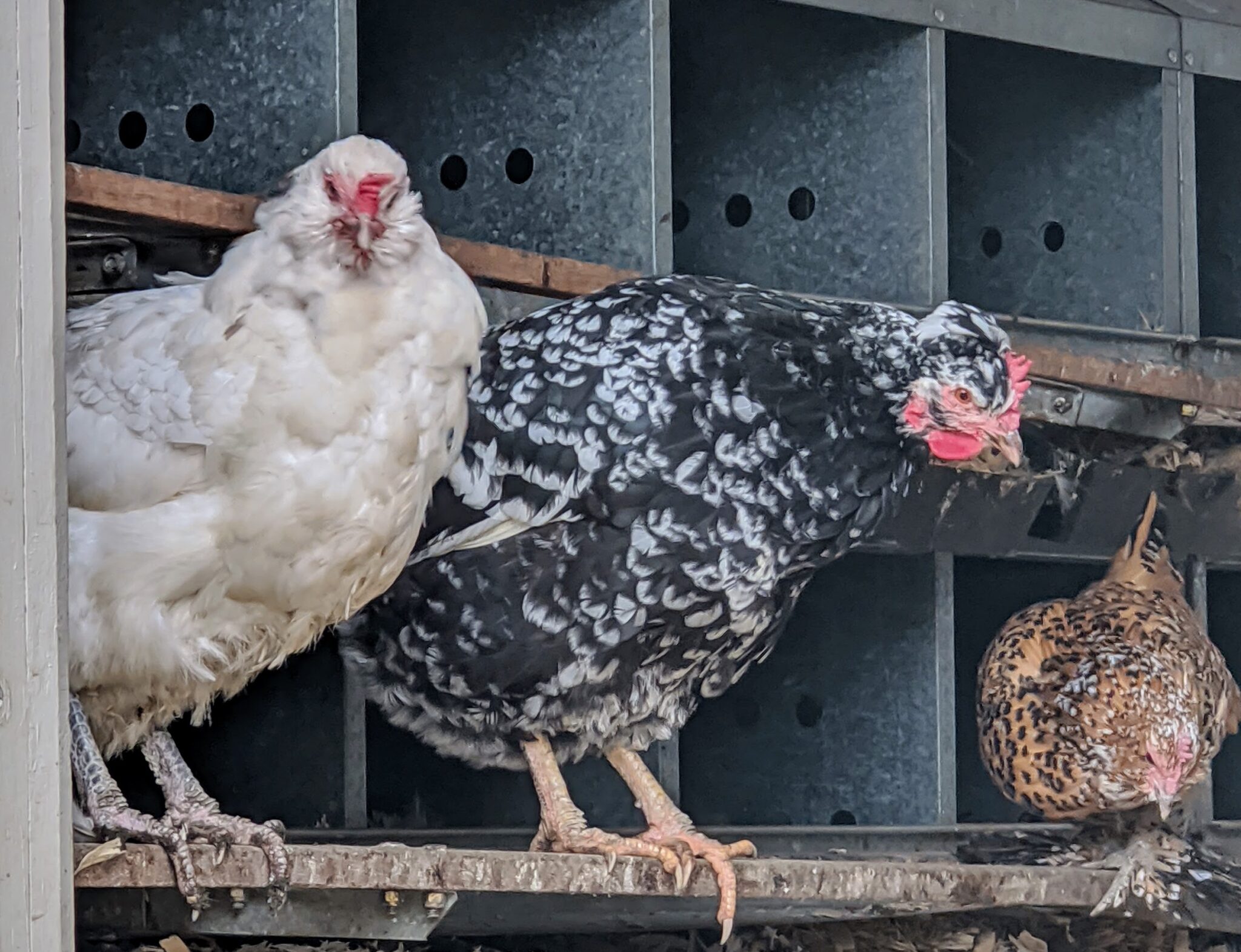 The Martha Stewart Blog : Blog Archive Making the Perfect Steamed Egg ...