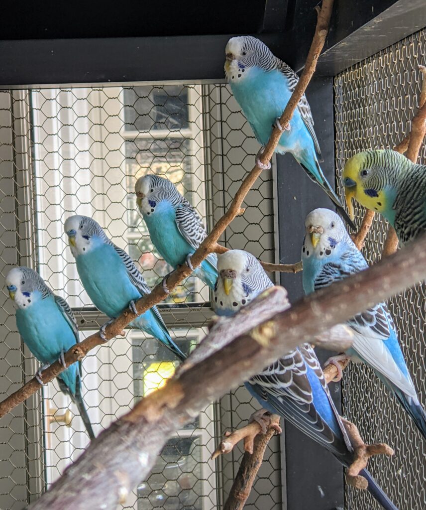 The Parakeets are Thriving - The Martha Stewart Blog