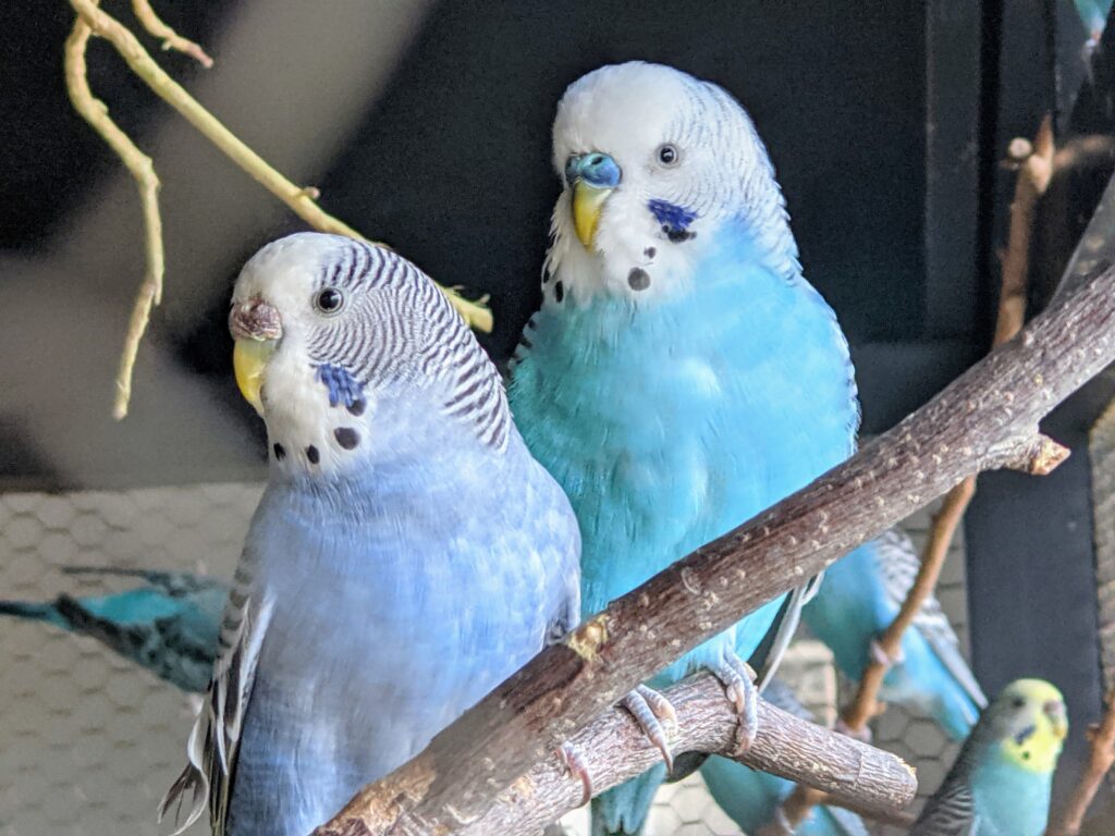 The Parakeets are Thriving - The Martha Stewart Blog