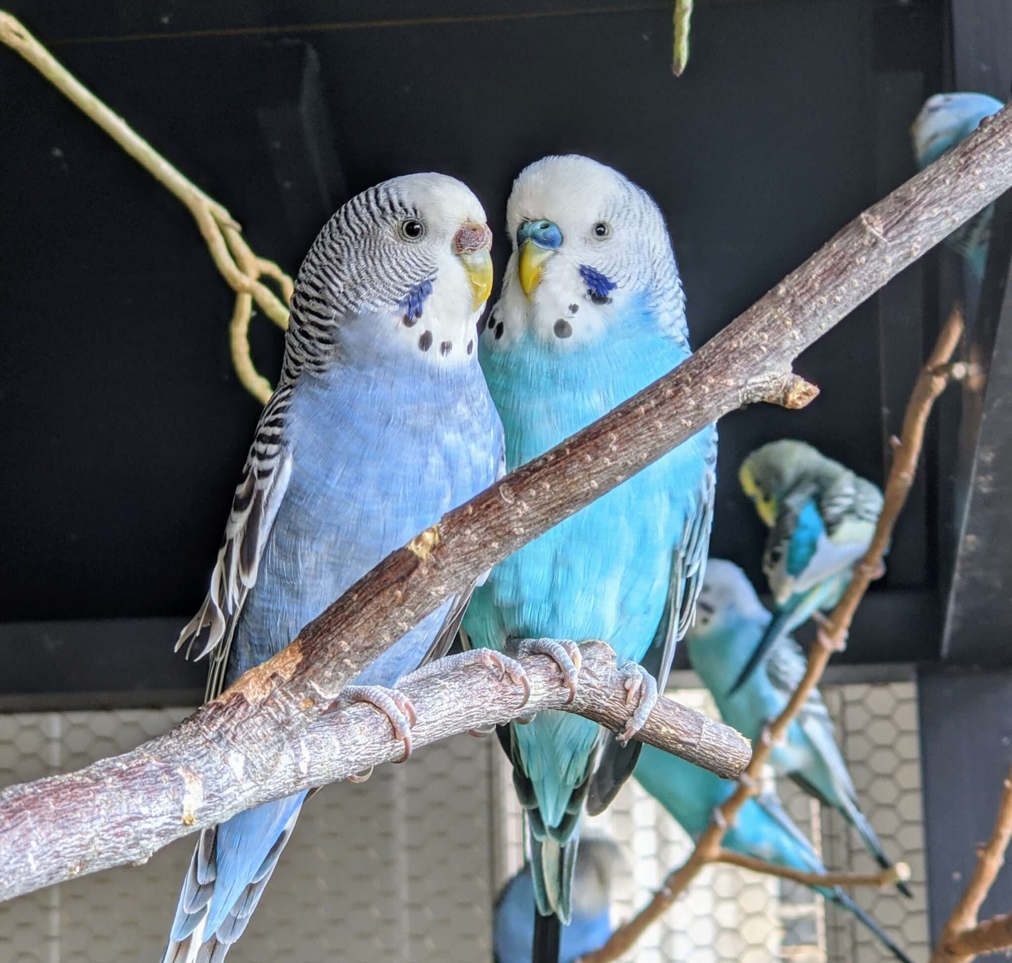 The Parakeets are Thriving - The Martha Stewart Blog