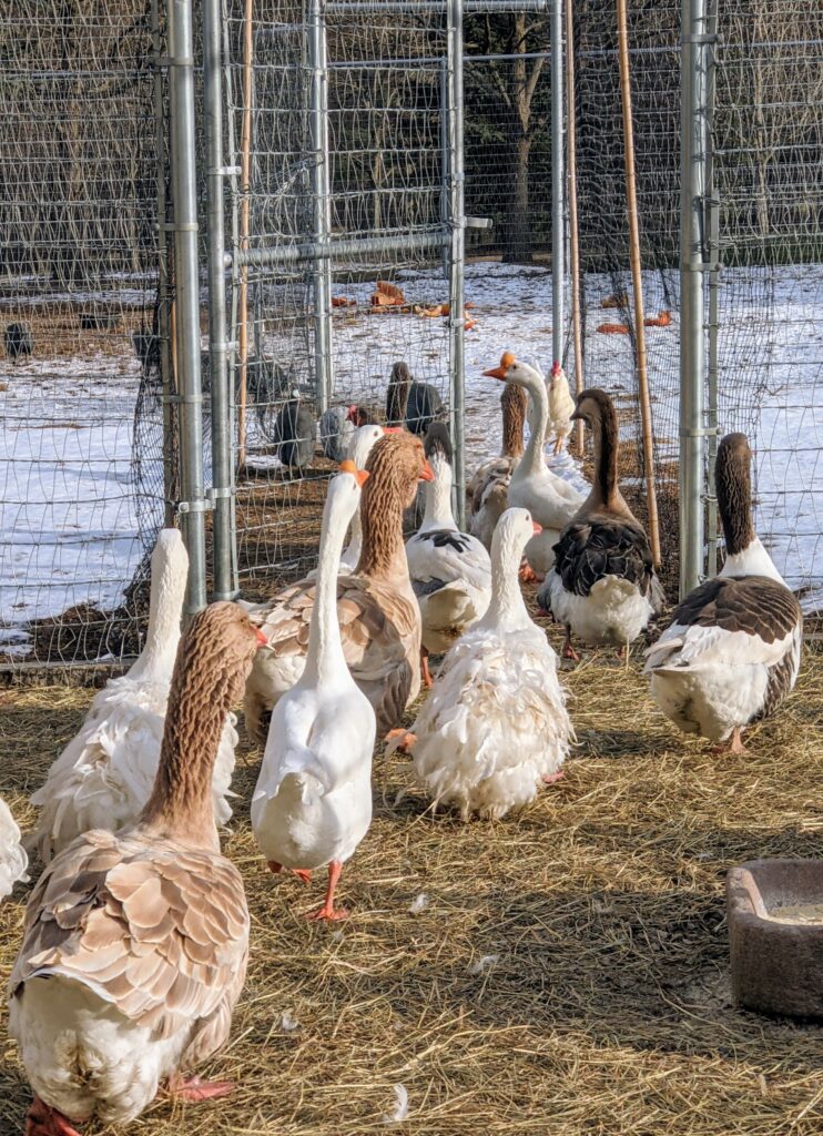 My Geese in Winter - The Martha Stewart Blog