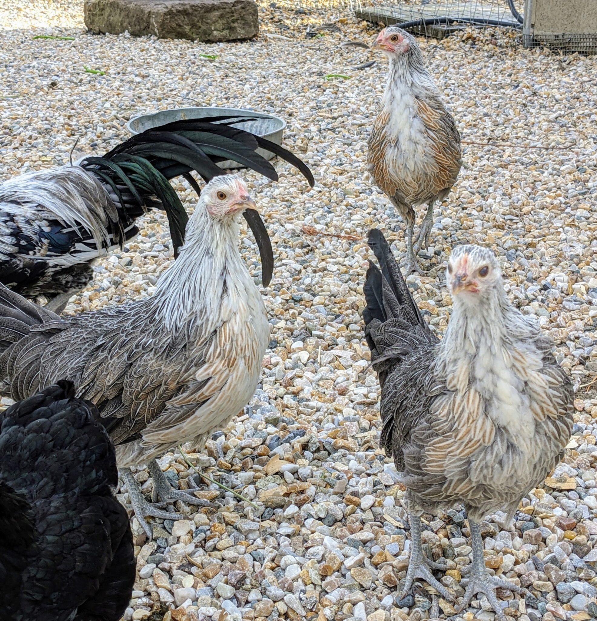 My Growing Phoenix Chickens - The Martha Stewart Blog