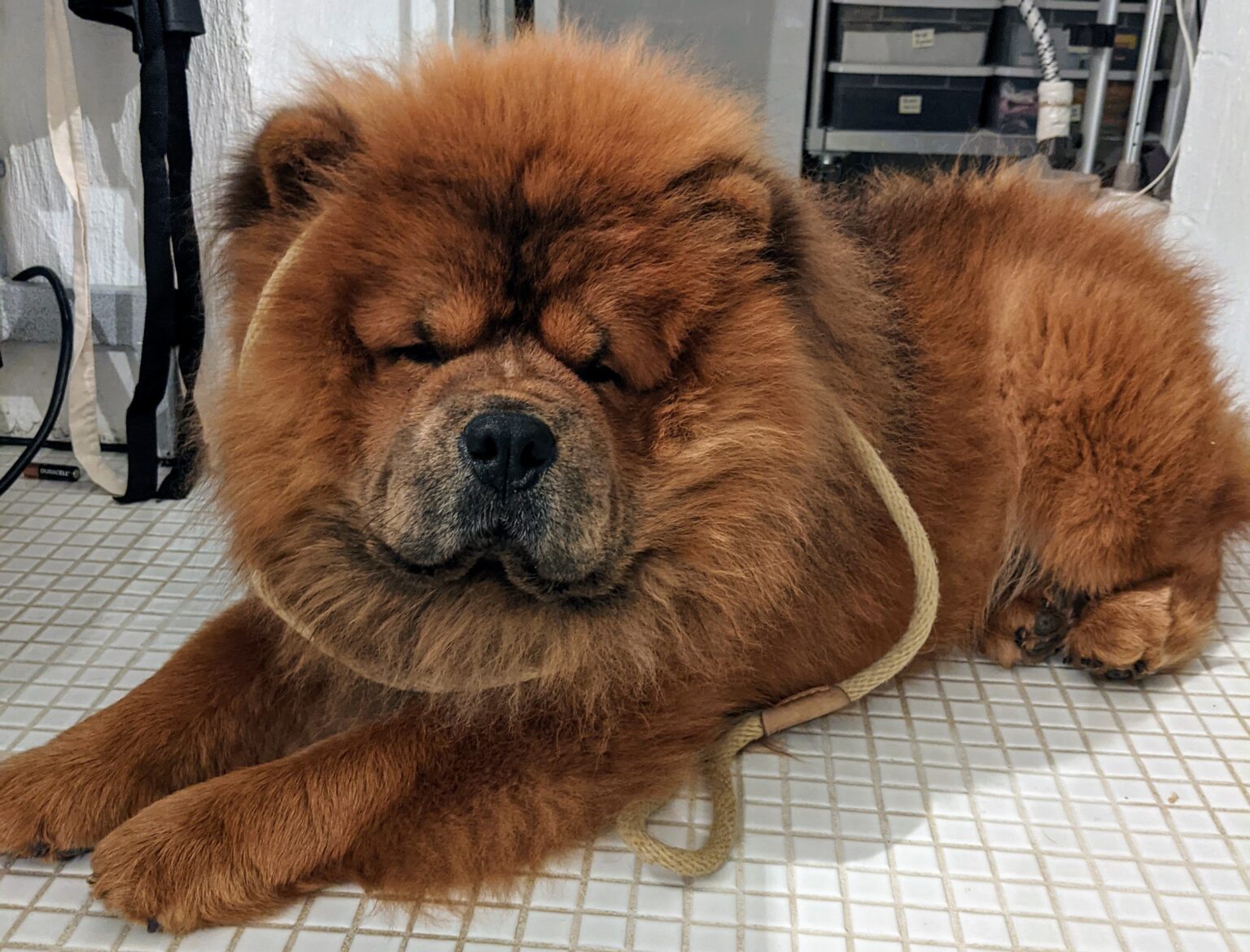 The Martha Stewart Blog : Blog Archive Grooming the Chow Chows - The ...