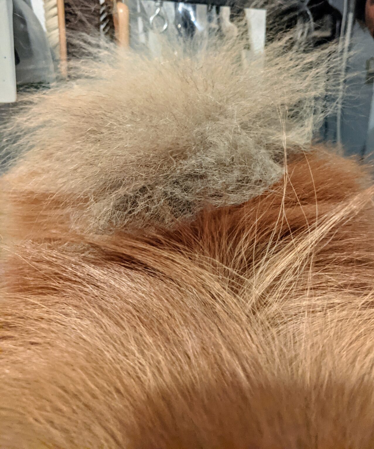Grooming the Chow Chows - The Martha Stewart Blog
