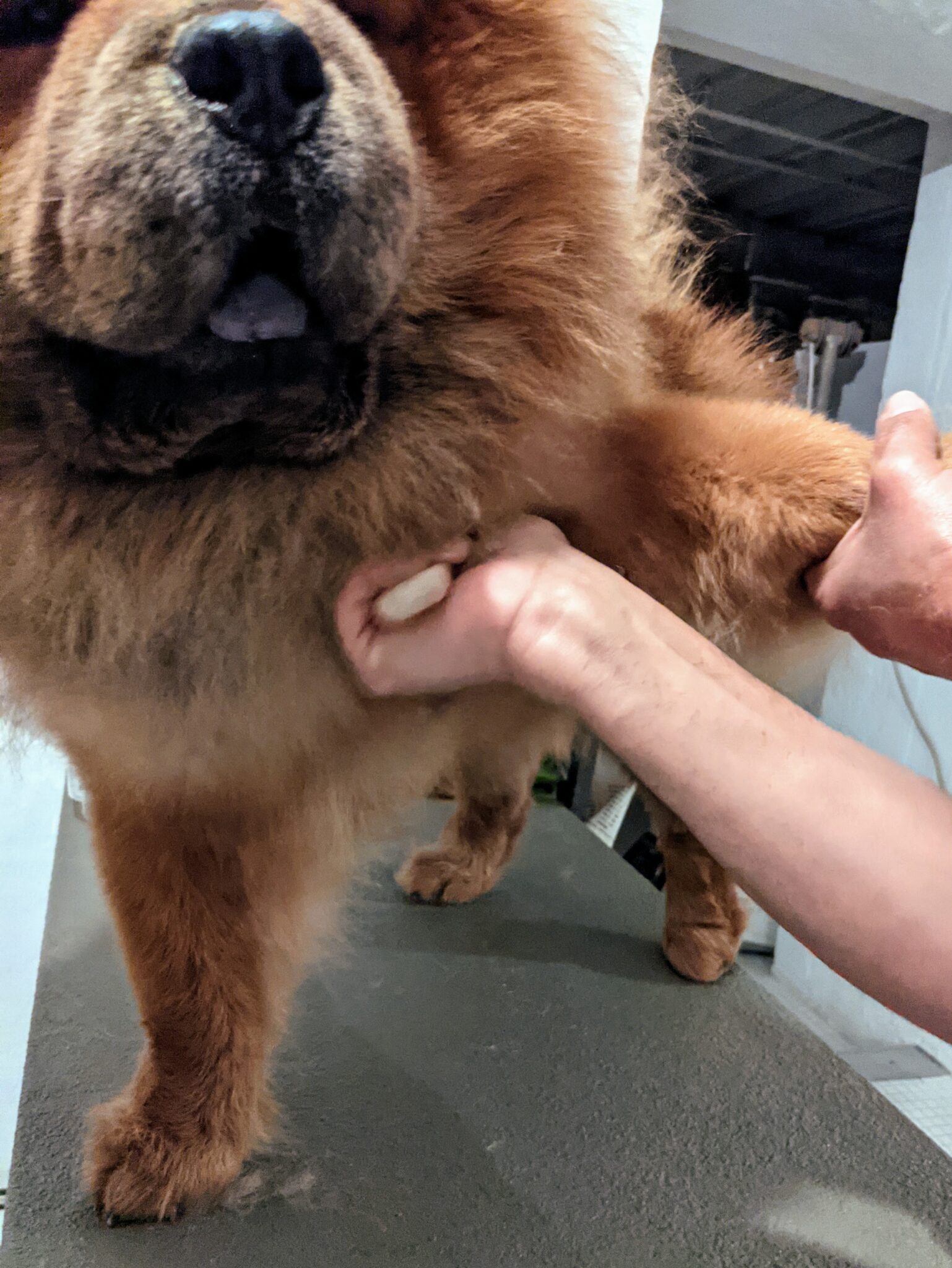 Grooming the Chow Chows - The Martha Stewart Blog