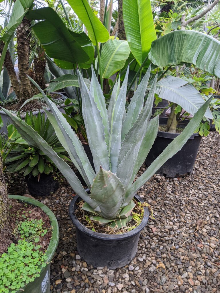 Checking on My Tropical Plants - The Martha Stewart Blog