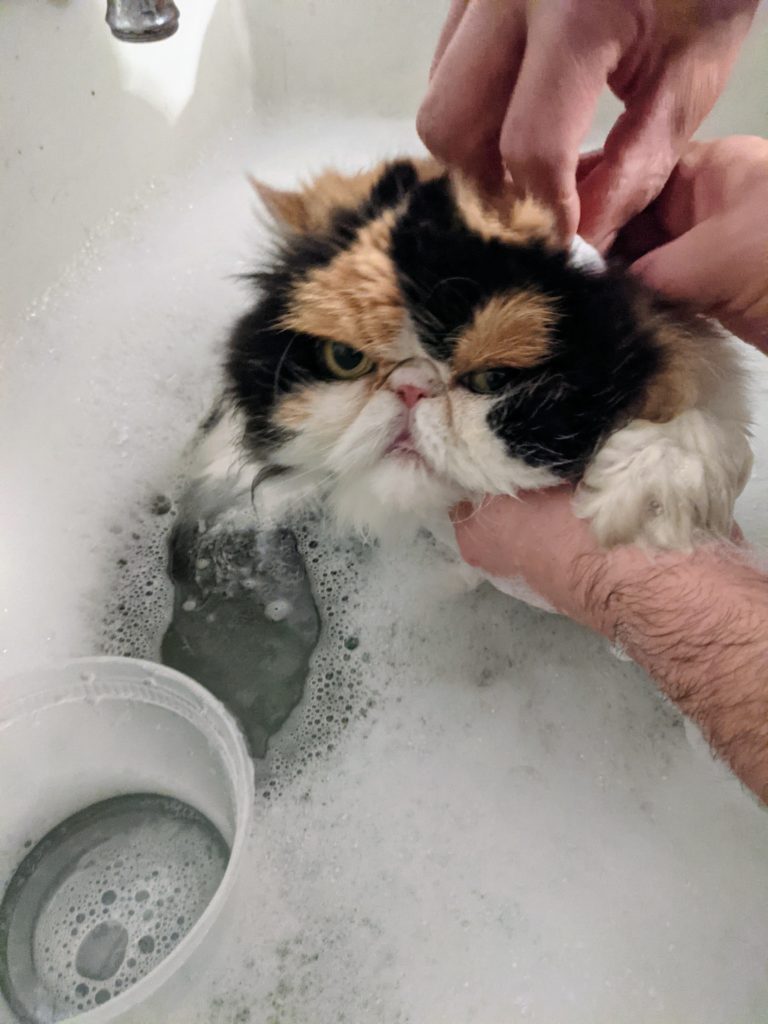 Bath Time for My Cats - The Martha Stewart Blog