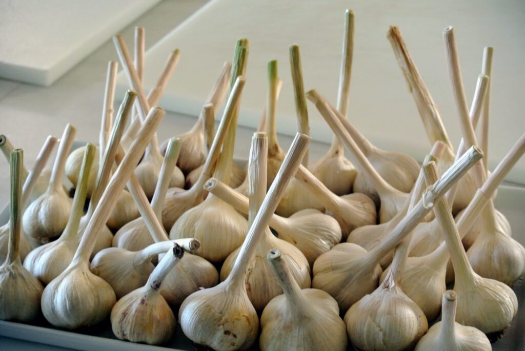Roasting Garlic - The Martha Stewart Blog