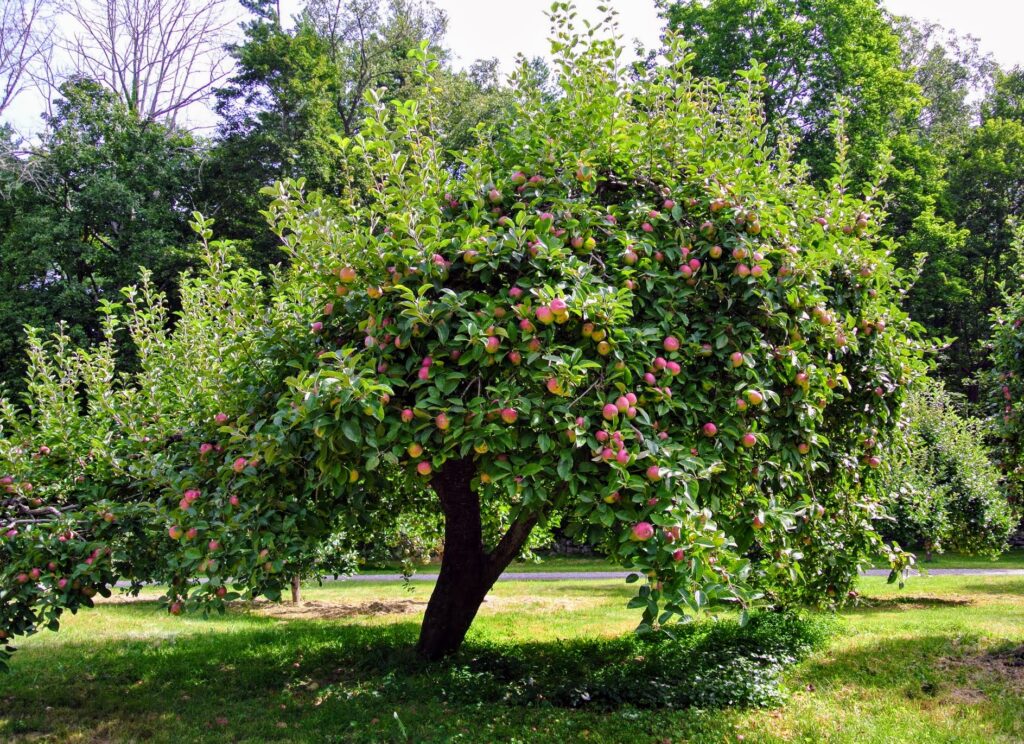 Pruning Apple Trees at My Farm - The Martha Stewart Blog