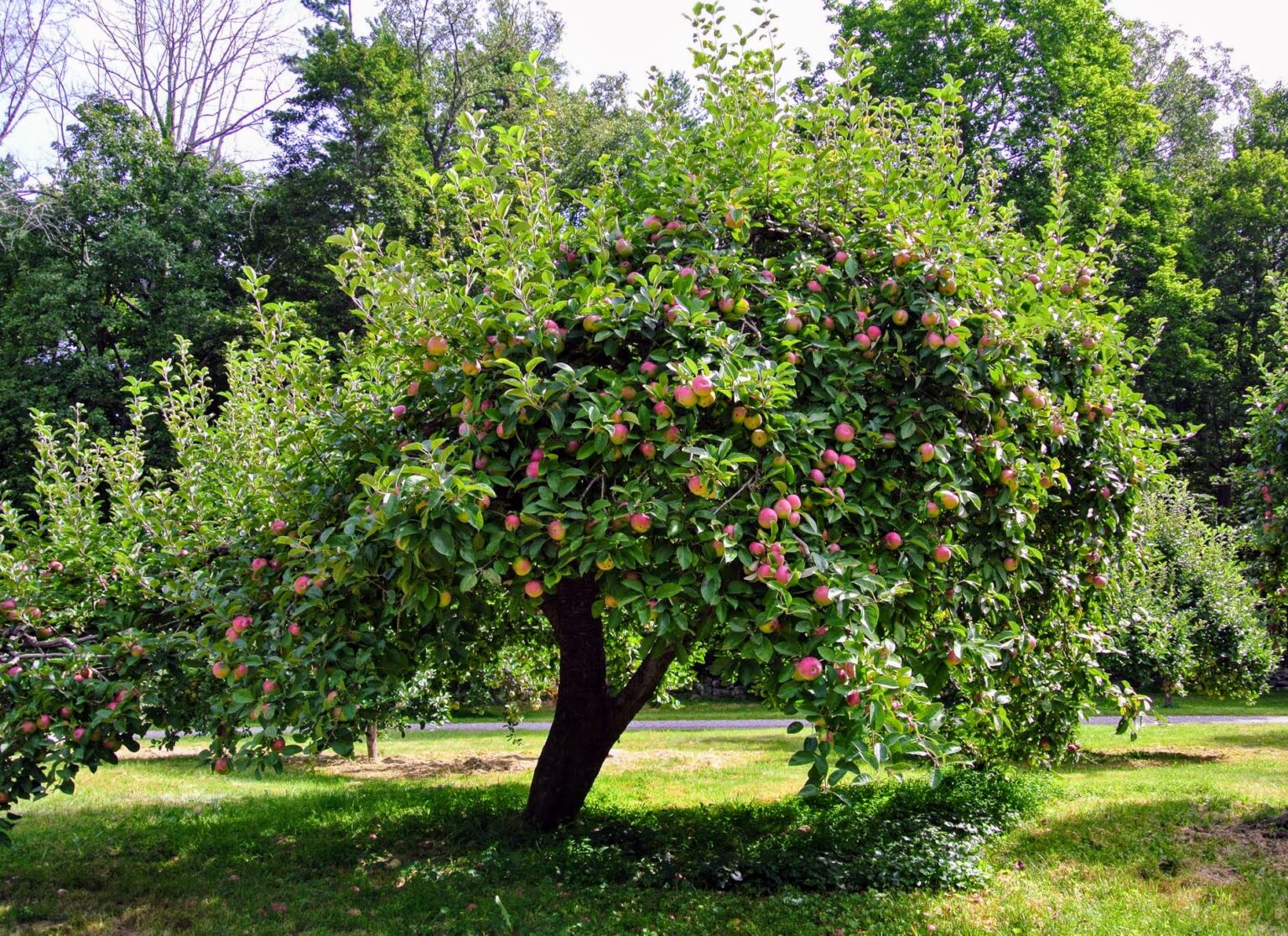 Pruning Apple Trees at My Farm - The Martha Stewart Blog