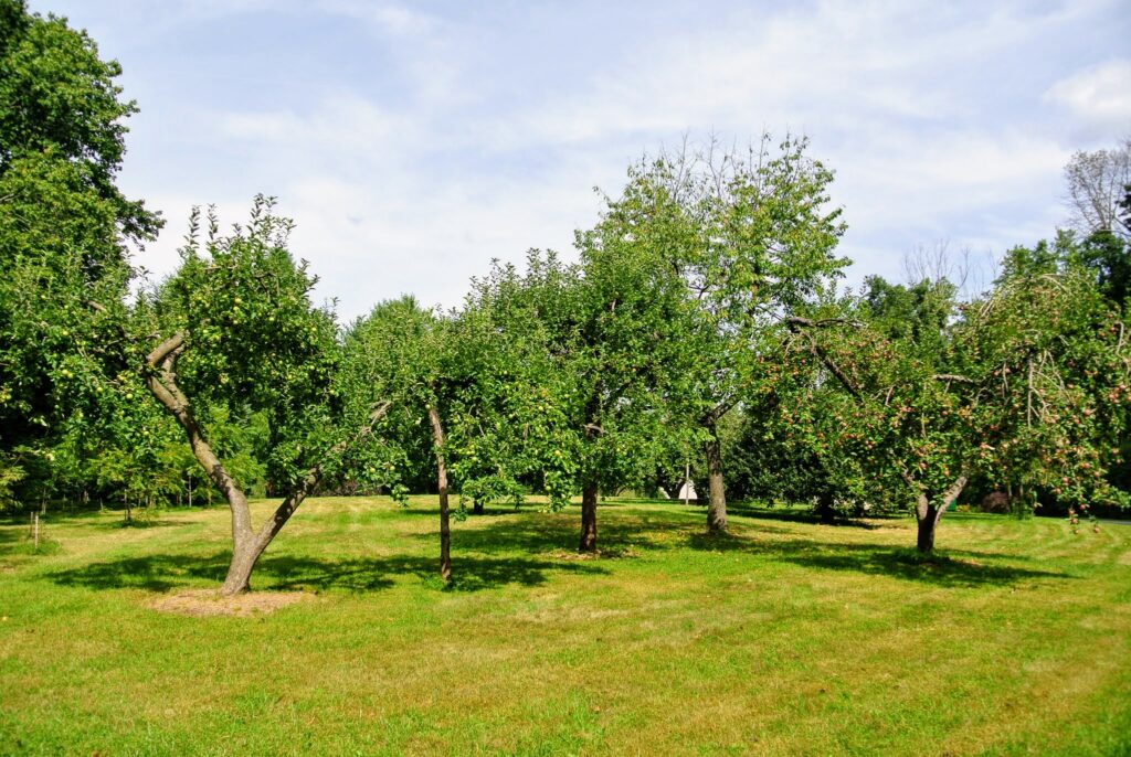Pruning Apple Trees at My Farm - The Martha Stewart Blog