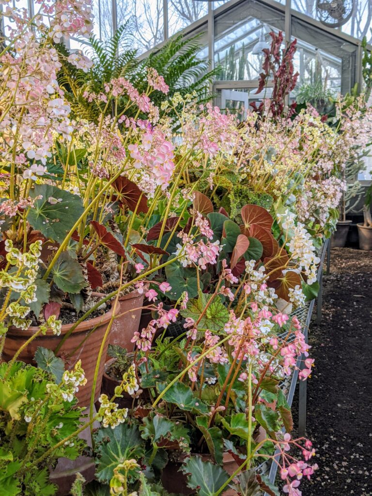 My Blooming Begonias - The Martha Stewart Blog