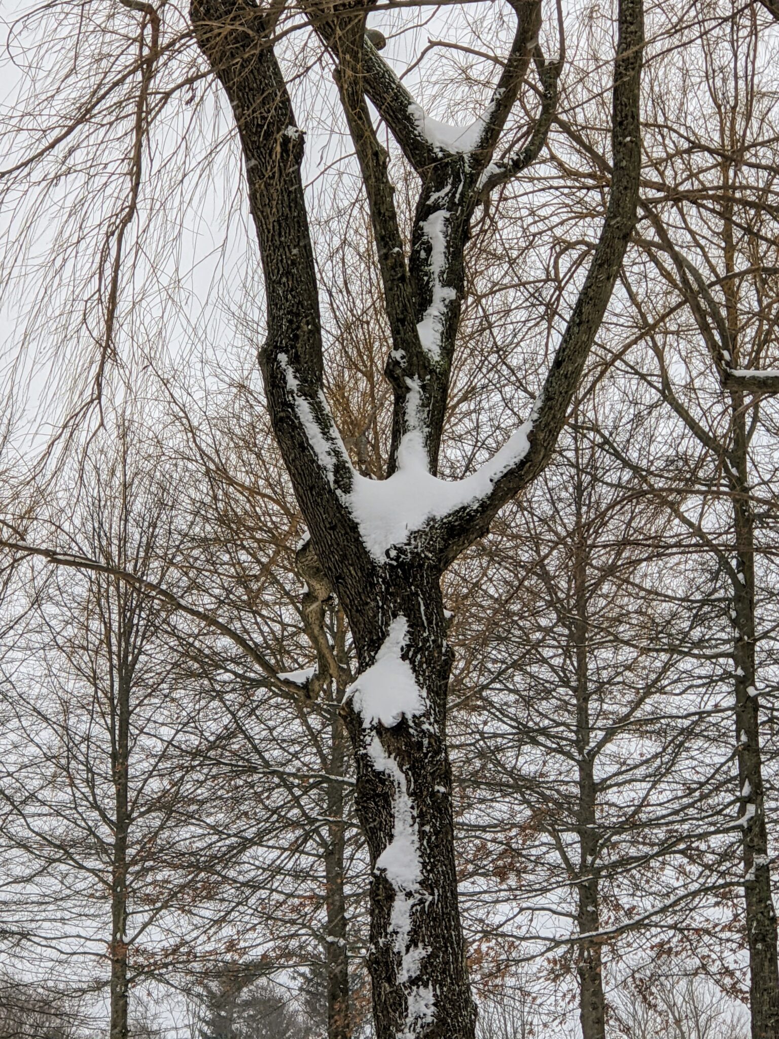 A Day After the Nor'Easter - The Martha Stewart Blog