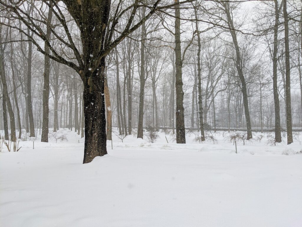 The Last Snow Showers of February - The Martha Stewart Blog