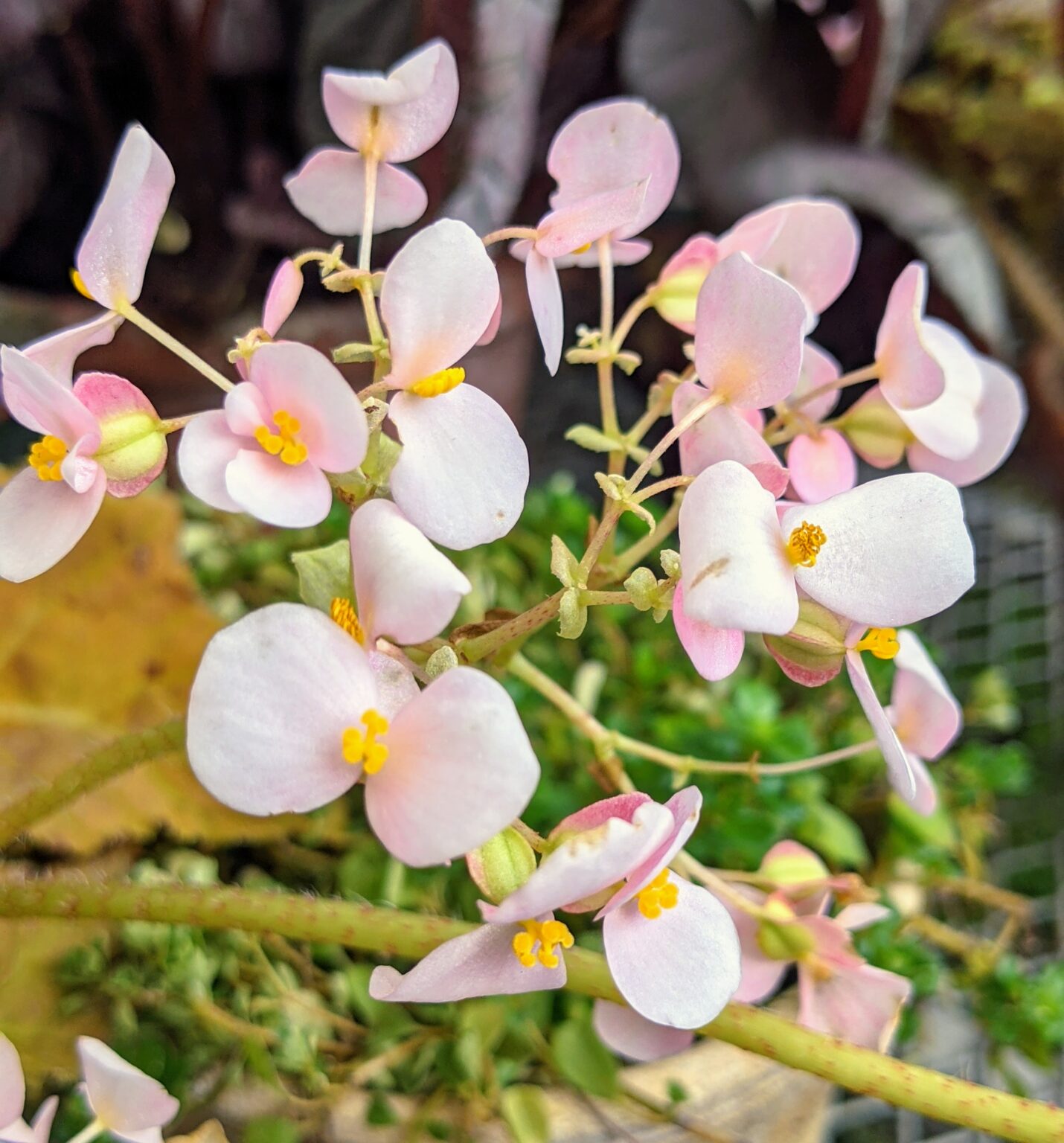 My Blooming Begonias - The Martha Stewart Blog