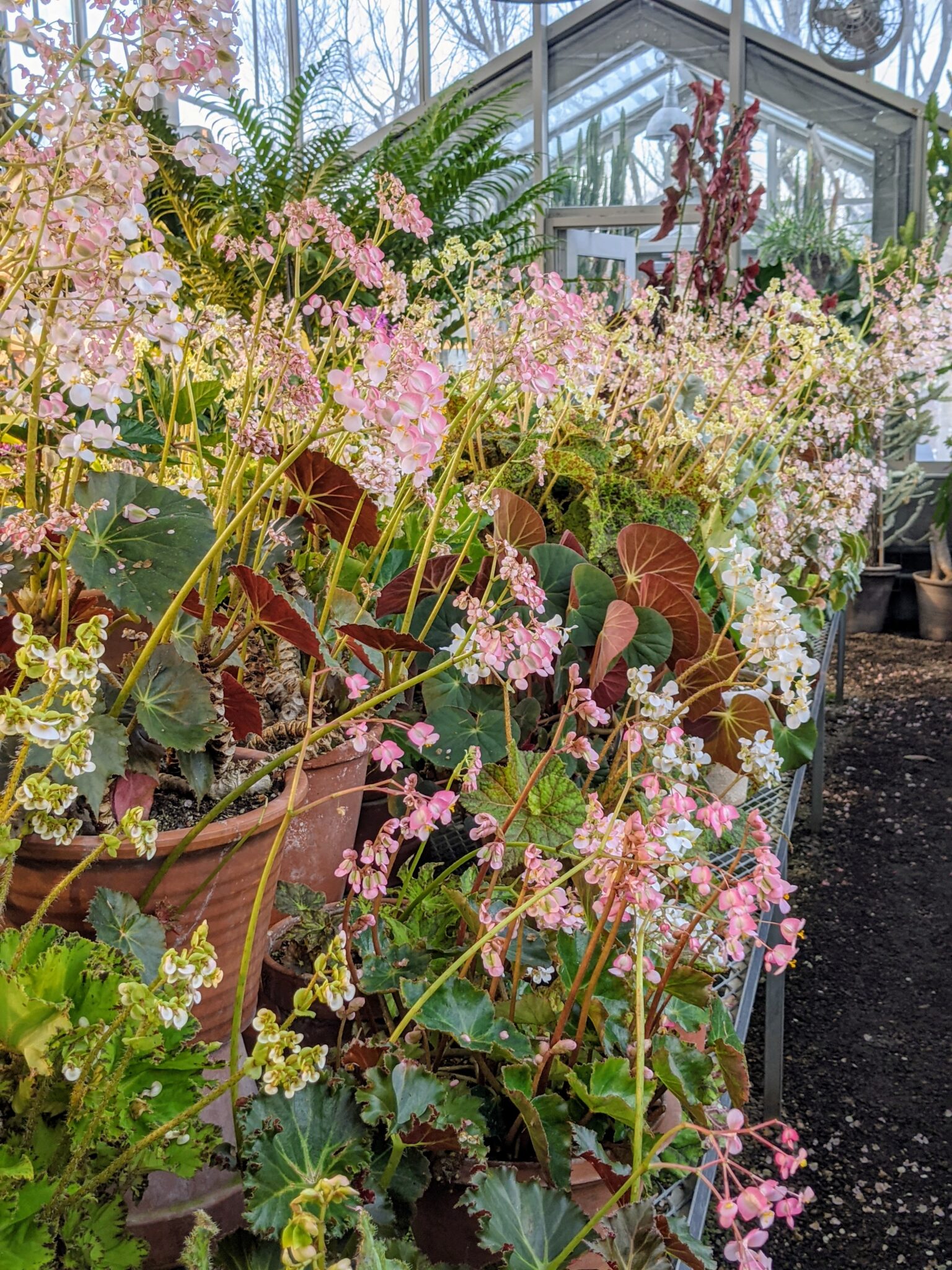 My Blooming Begonias - The Martha Stewart Blog