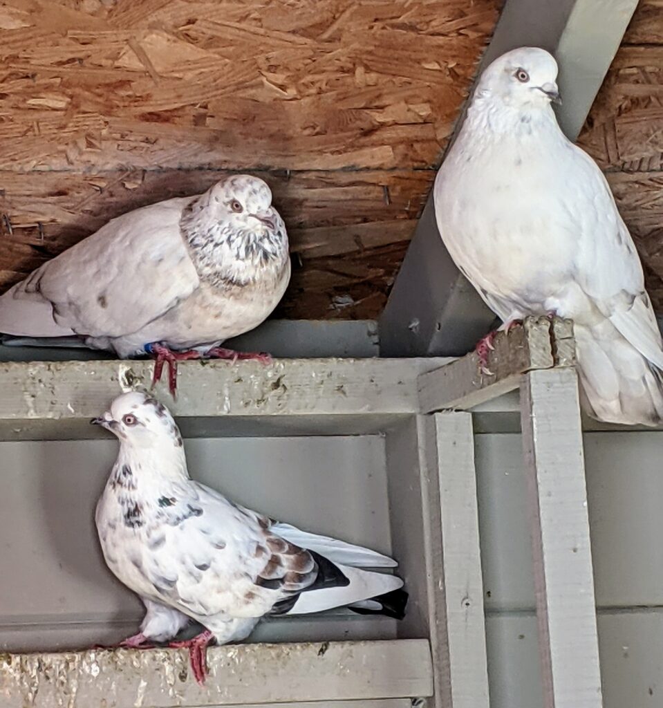 Baby Pigeons at My Farm - The Martha Stewart Blog