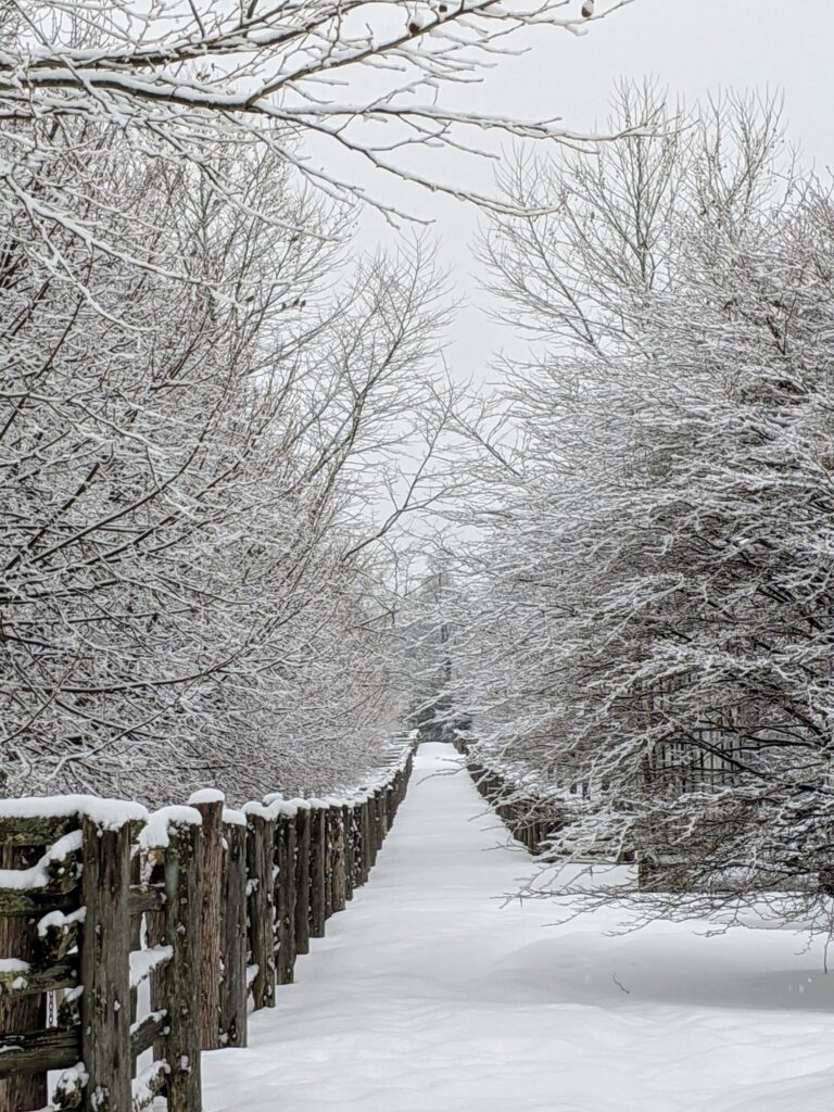 The Last Snow Showers of February - The Martha Stewart Blog