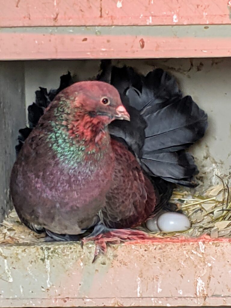Baby Pigeons at My Farm - The Martha Stewart Blog