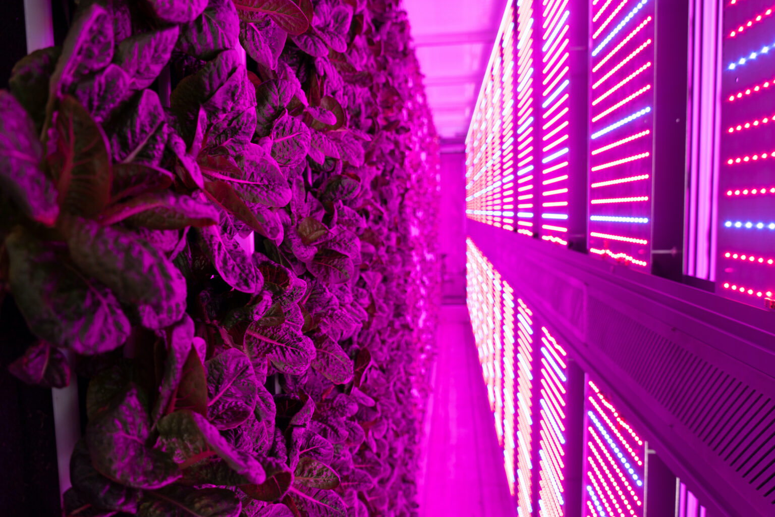 My Visit to AppHarvest - The Martha Stewart Blog