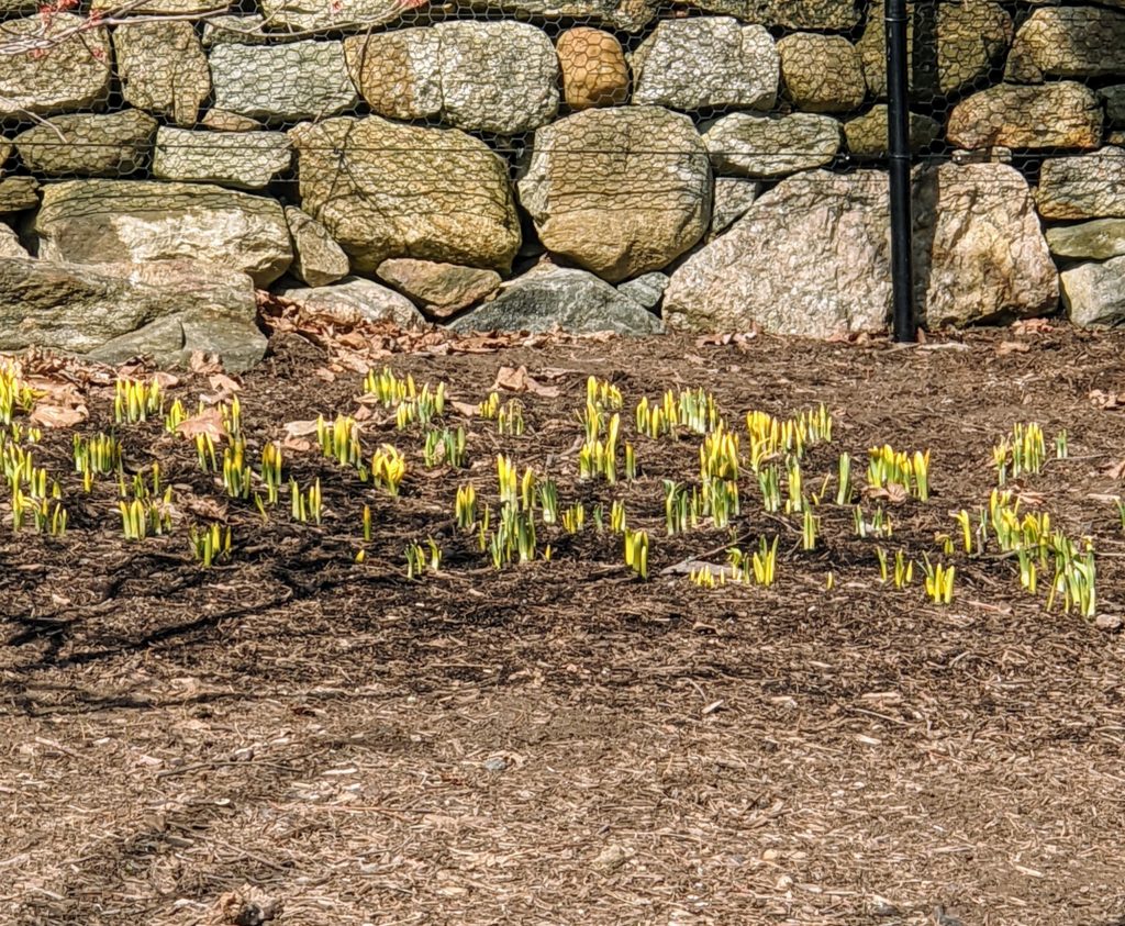 First Signs of Spring at My Farm - The Martha Stewart Blog