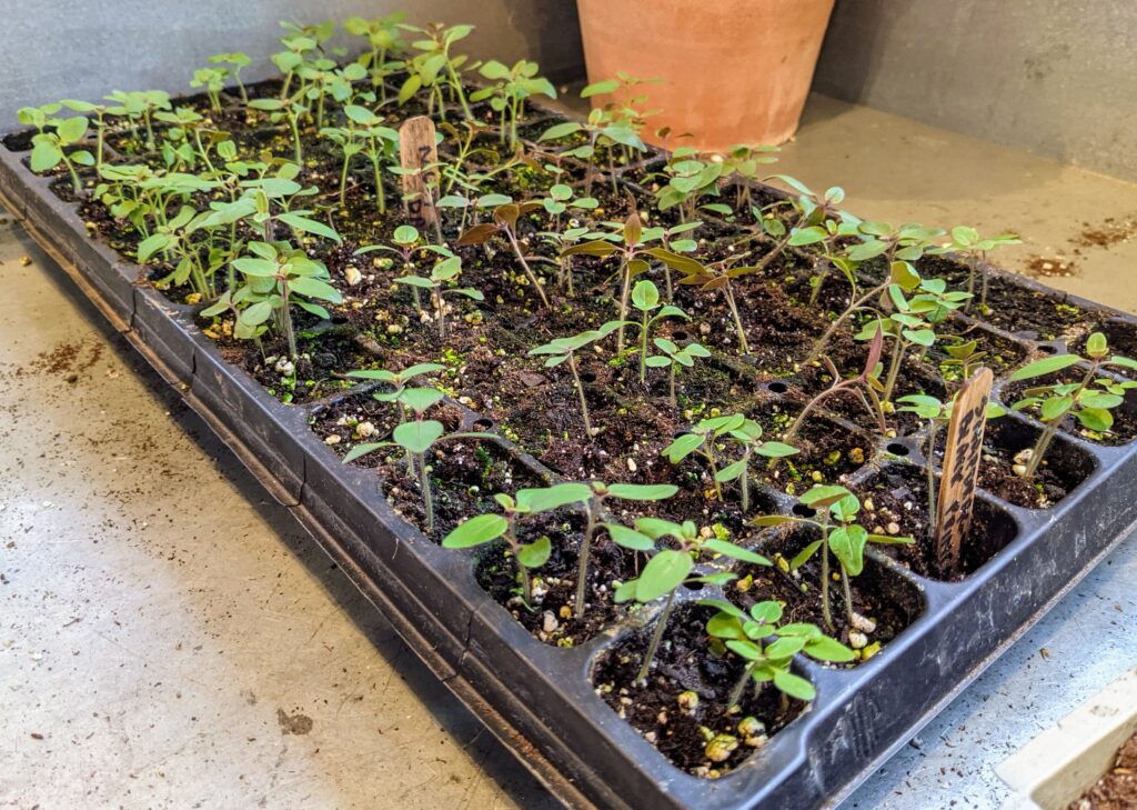 Maintaining the Seedlings in My Greenhouse - The Martha Stewart Blog