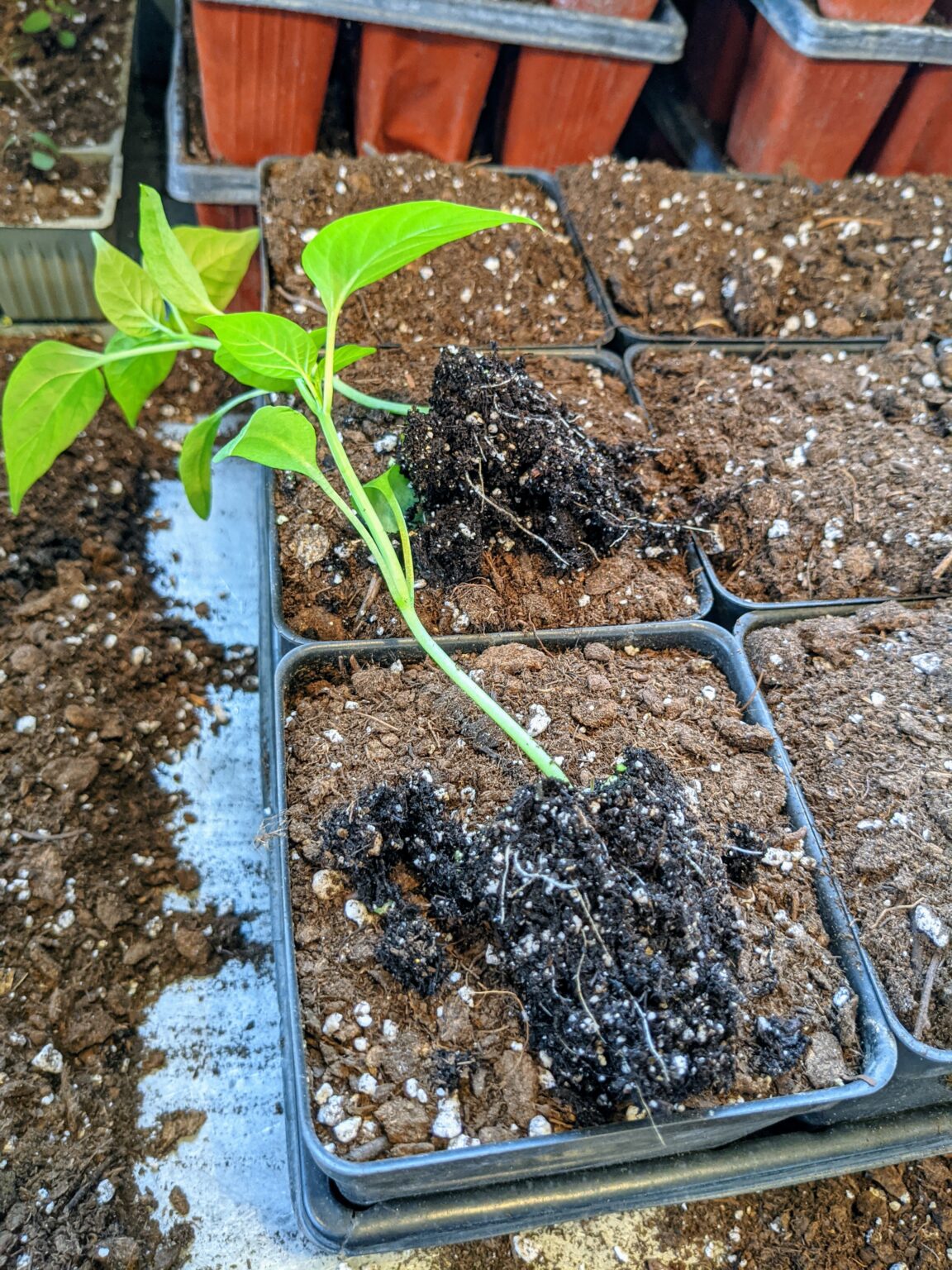 Maintaining the Seedlings in My Greenhouse - The Martha Stewart Blog