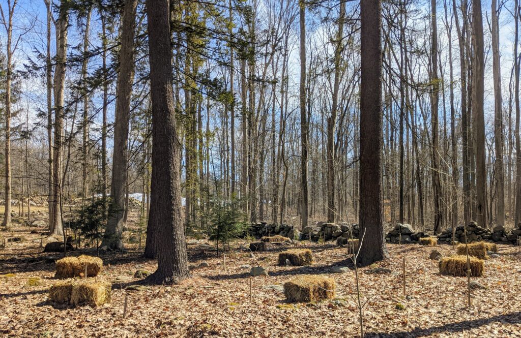 Spring Chores and More Vegetables from the Greenhouse - The Martha ...