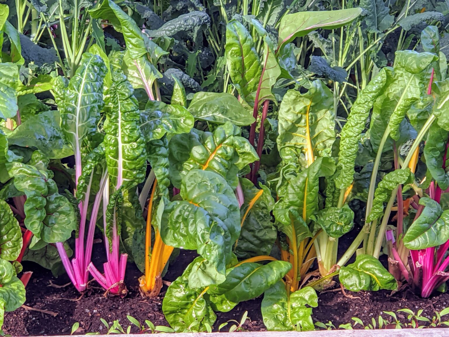 Spring Chores and More Vegetables from the Greenhouse - The Martha ...