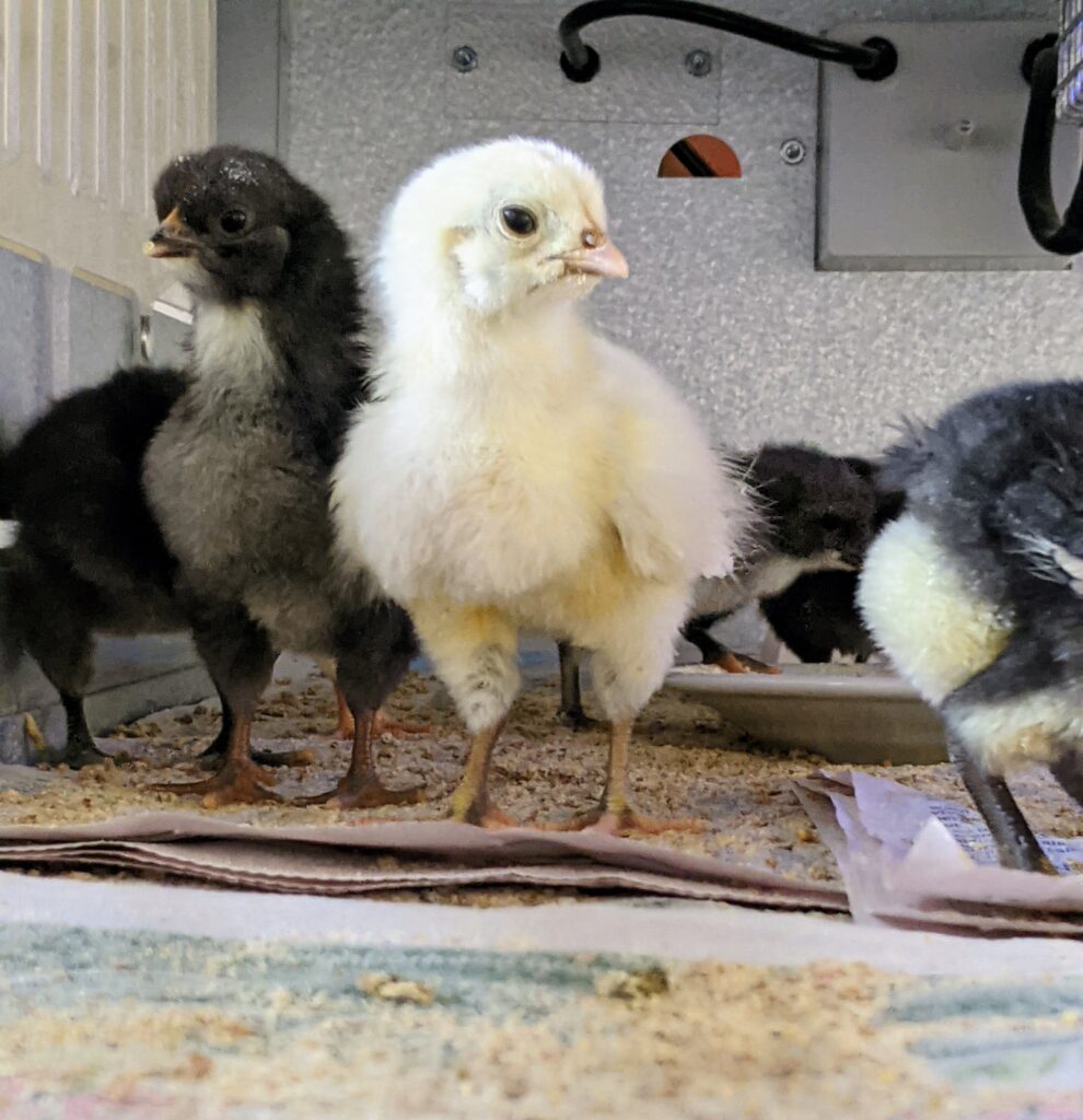 Hatching and Raising Chicks at My Farm - The Martha Stewart Blog