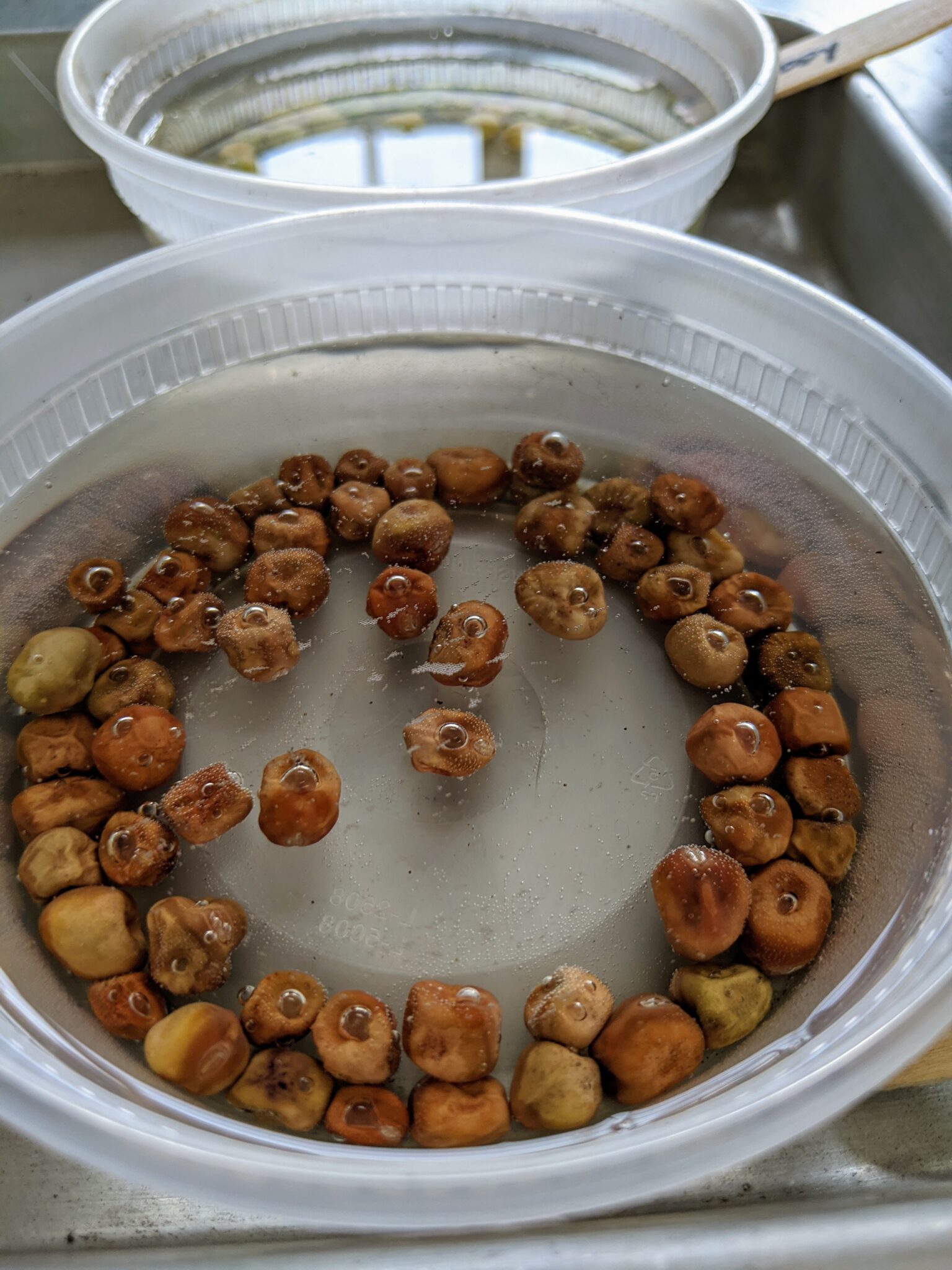 Preparing and Planting the Season's First Peas - The Martha Stewart Blog