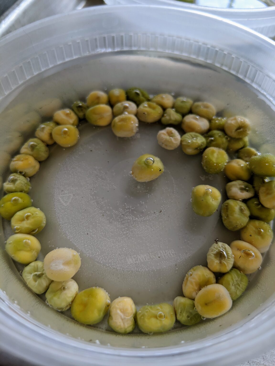 Preparing and Planting the Season's First Peas - The Martha Stewart Blog