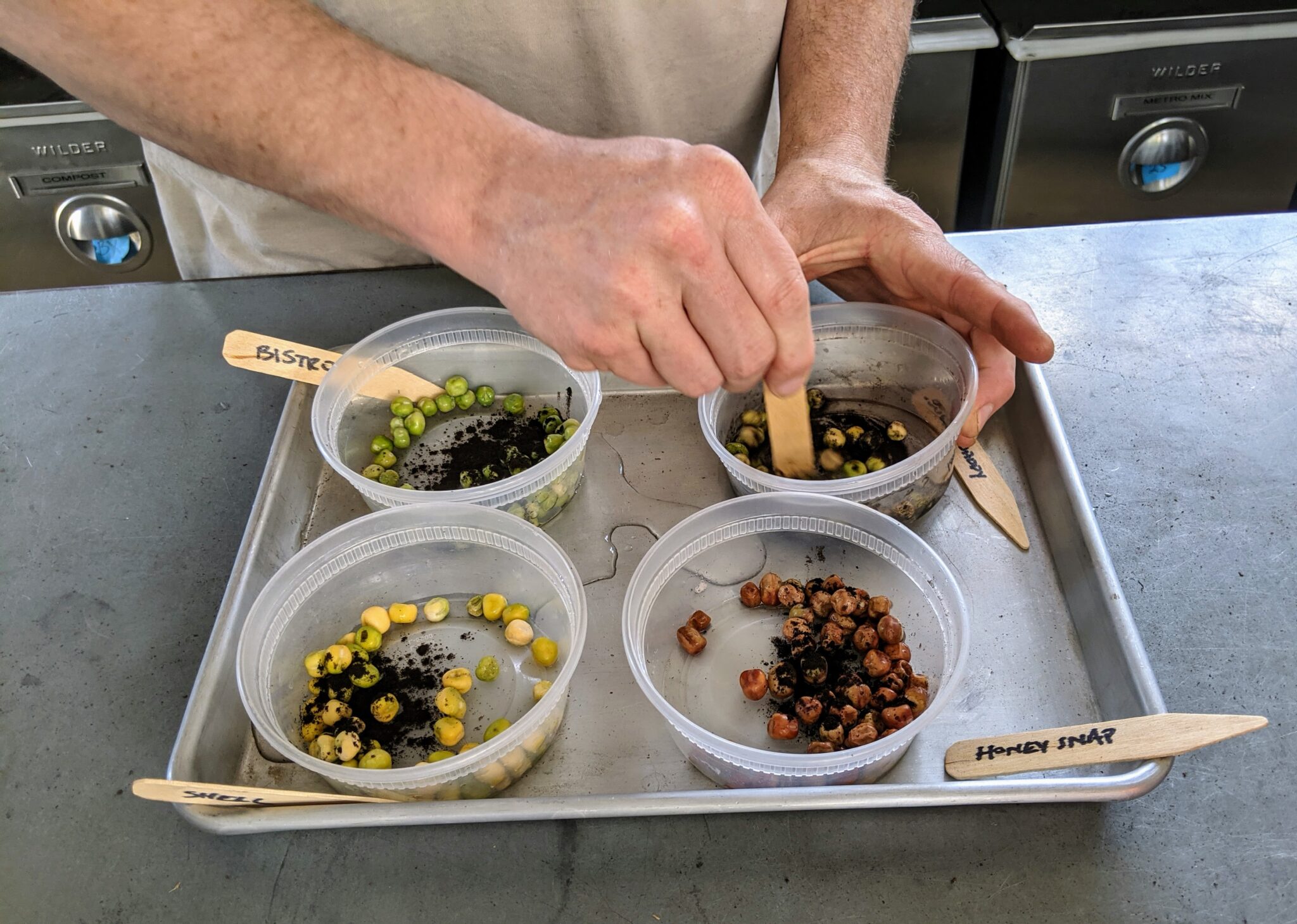 Preparing and Planting the Season's First Peas - The Martha Stewart Blog