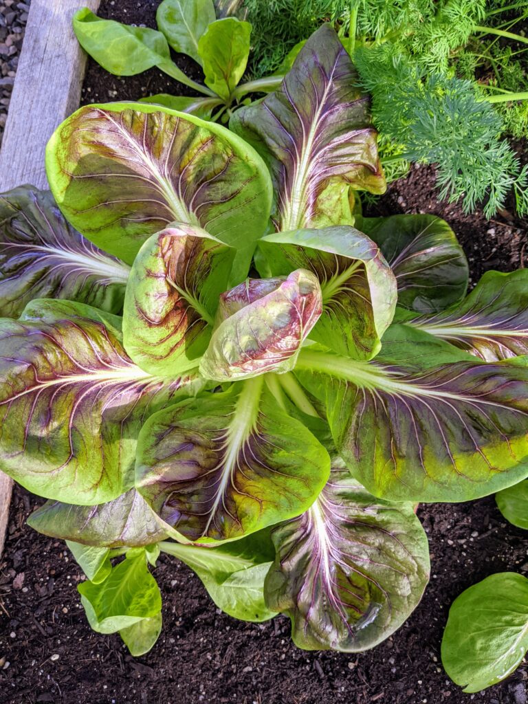 Spring Chores and More Vegetables from the Greenhouse - The Martha ...