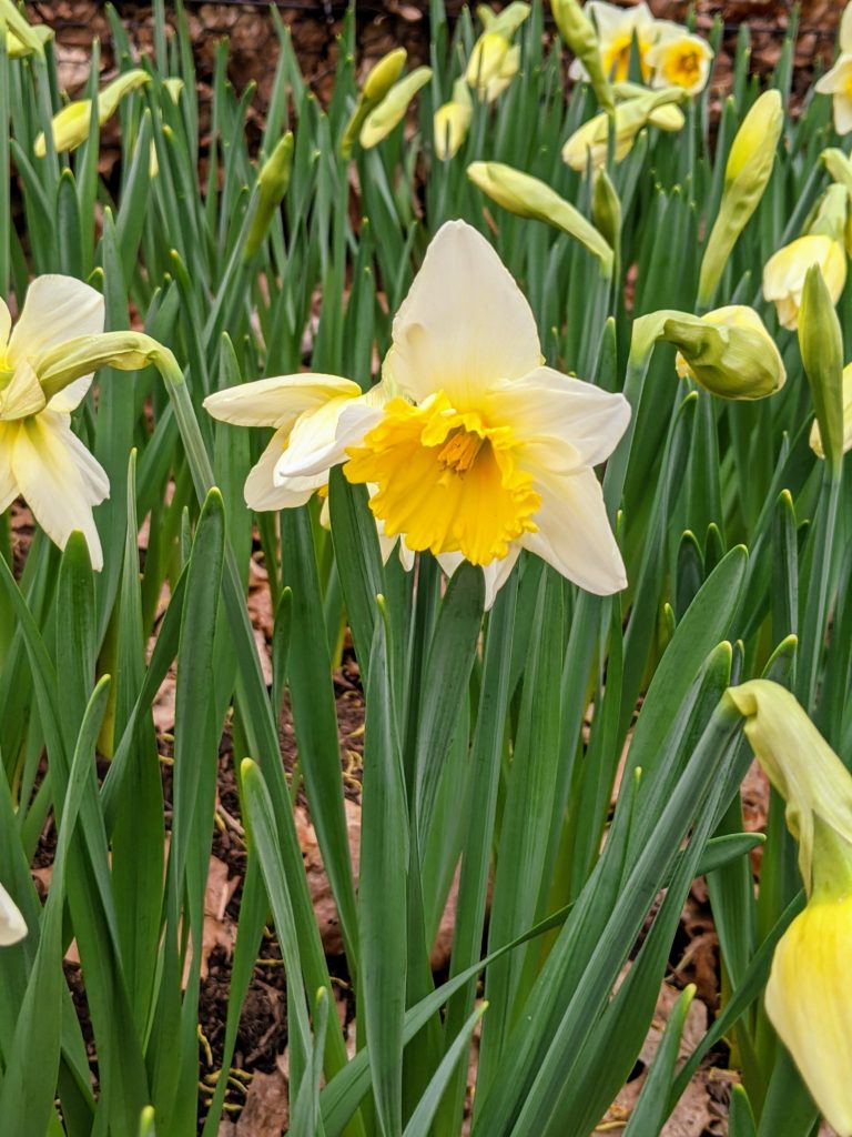Beautiful Spring Color Around the Farm - The Martha Stewart Blog