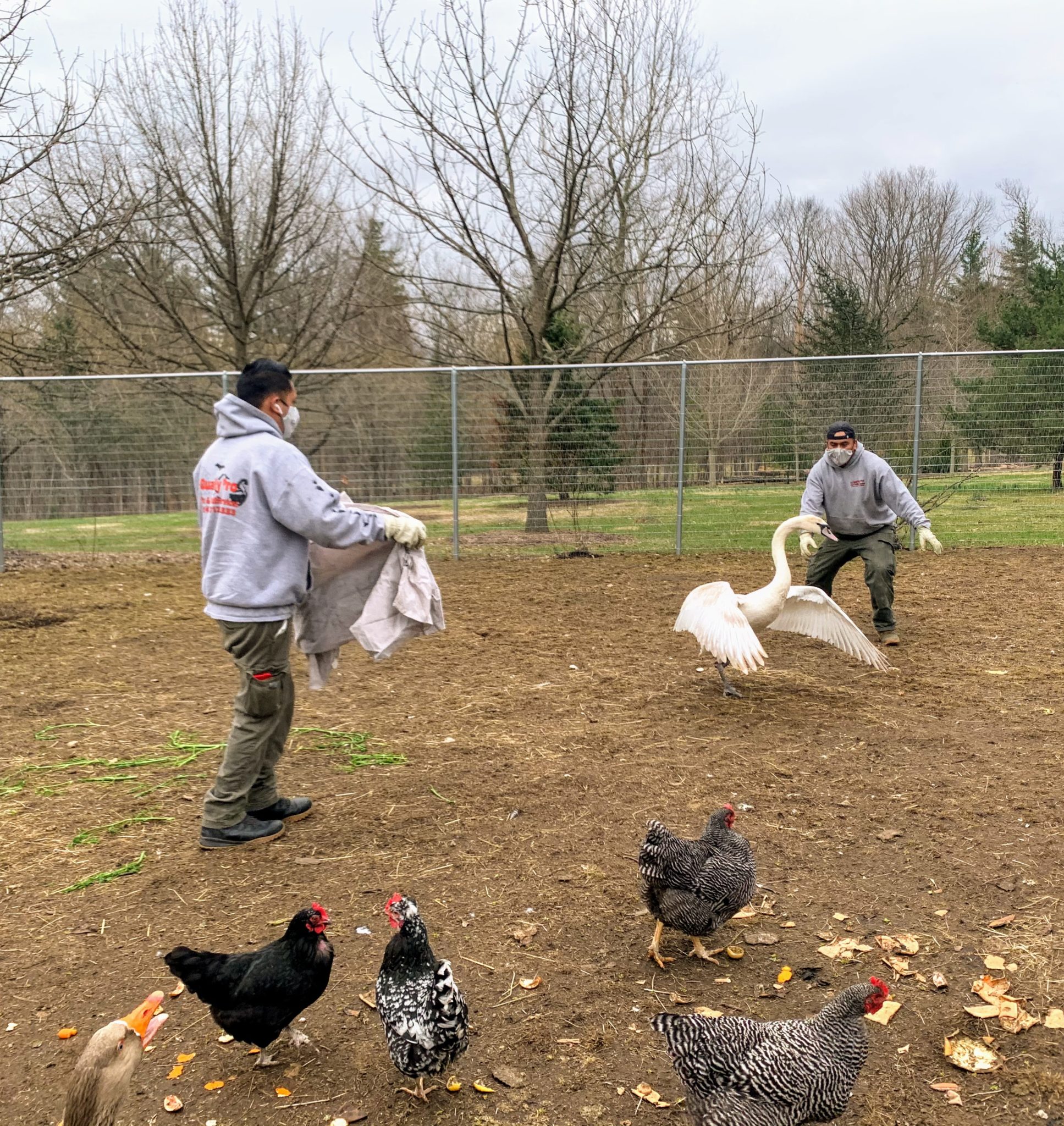 Helping a Wounded Mute Swan - The Martha Stewart Blog