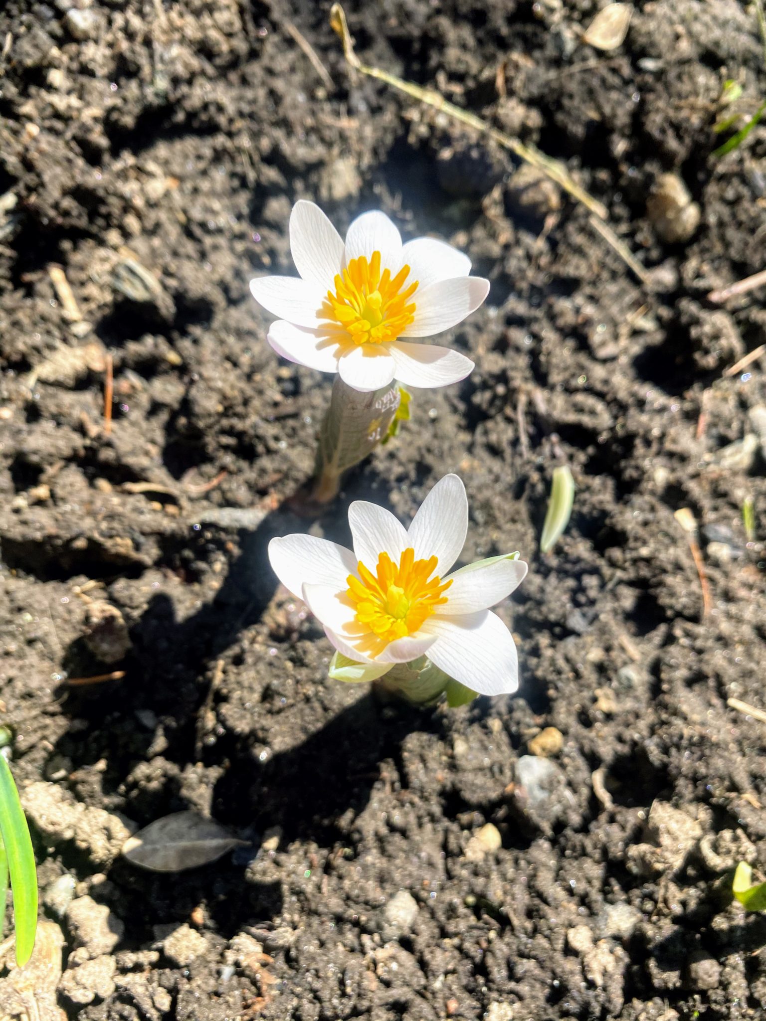 Beautiful Spring Color Around the Farm - The Martha Stewart Blog