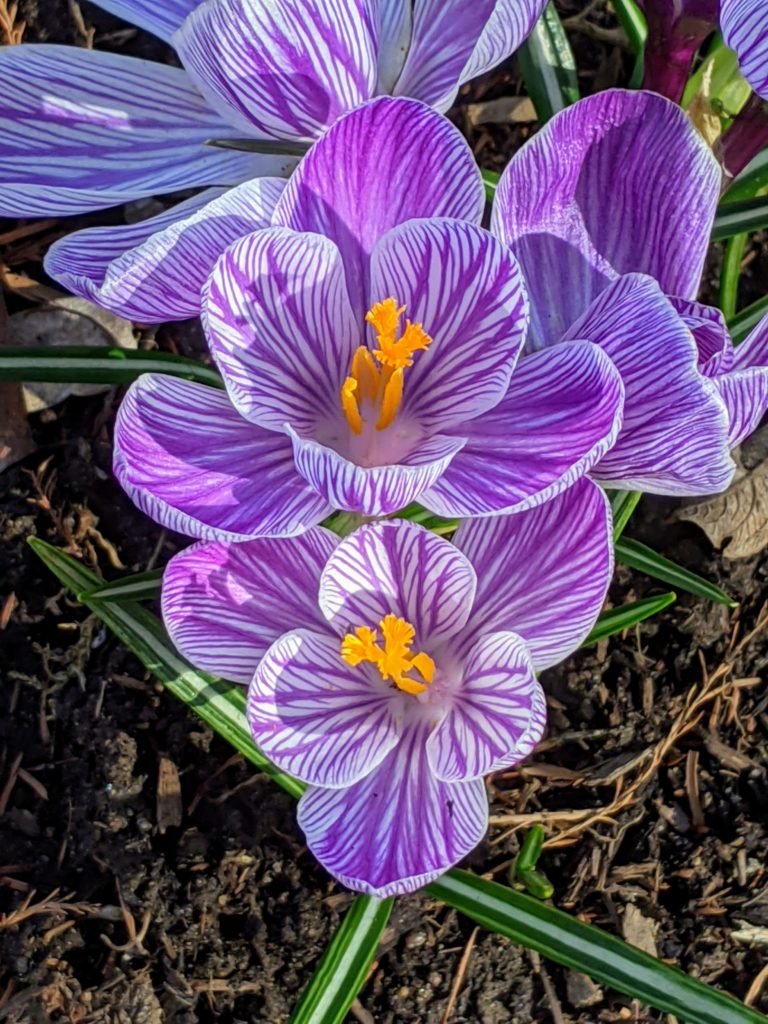 Beautiful Spring Color Around the Farm - The Martha Stewart Blog